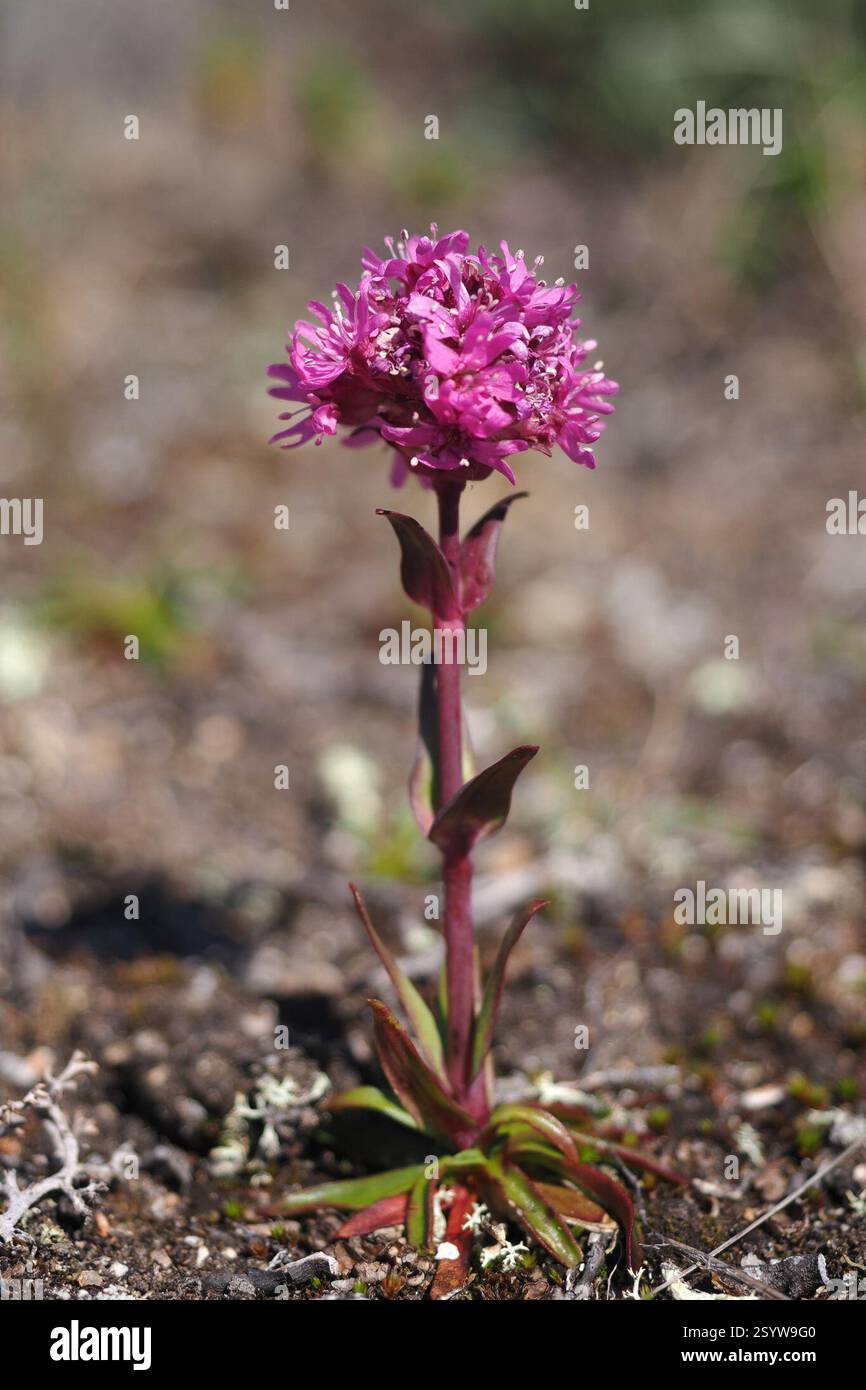 Alpine Catchfly (Viscaria alpina), Plantae, Sisimiut 3911, Greenland ...