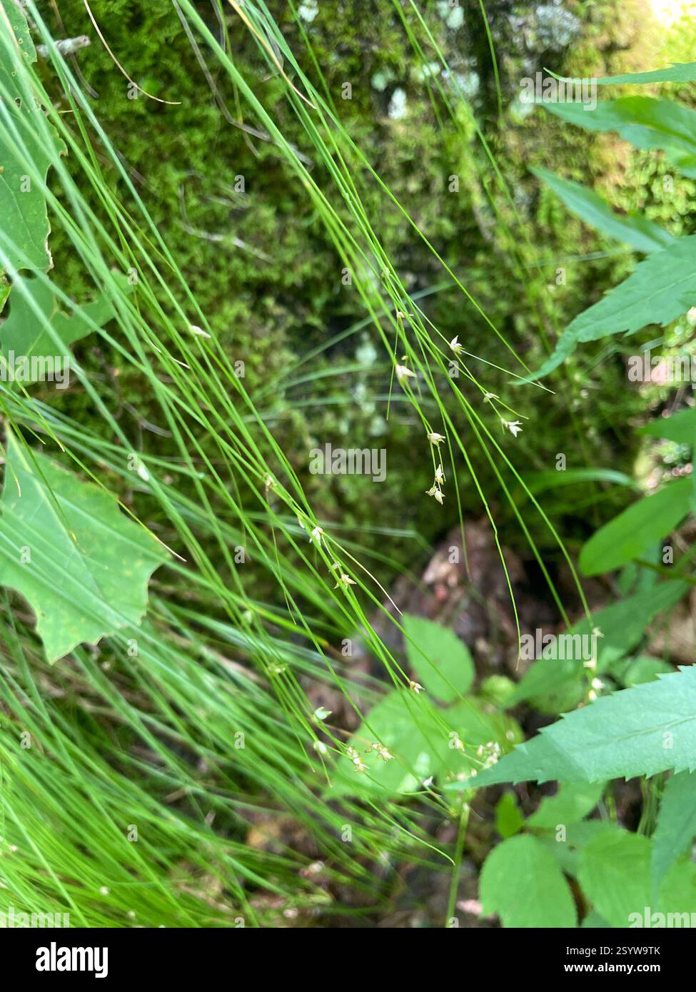 bracted sedge (Carex radiata), Plantae, Elk Knob State Park, Creston ...