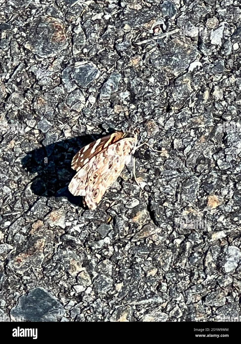 Painted Lady (Vanessa cardui), Insecta, Eisener Blvd, Halifax, NS, CA ...