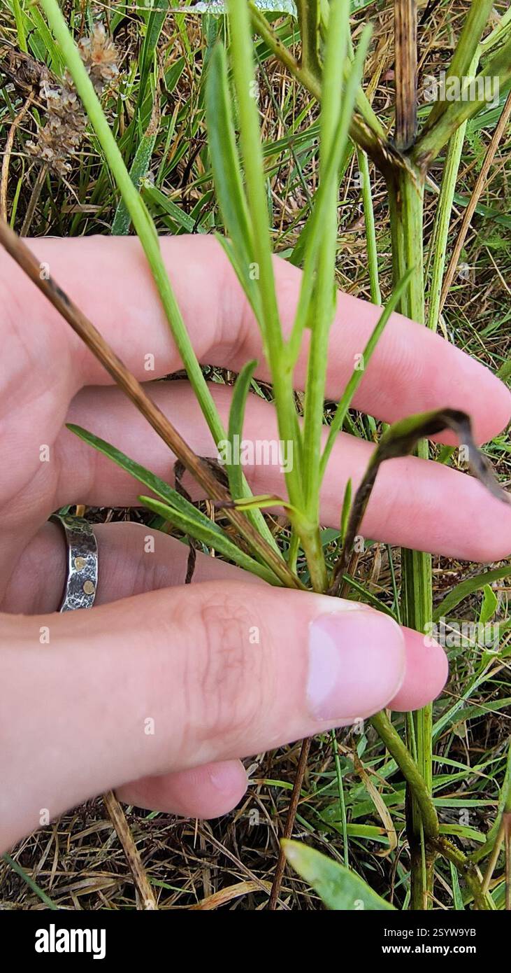 Lance-leaved Coreopsis (Coreopsis lanceolata), Plantae, Mattapoisett ...