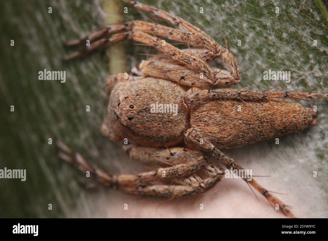 Grass lynx spiders (Oxyopes), Arachnida, Emerald Hill, Harare, Zimbabwe ...