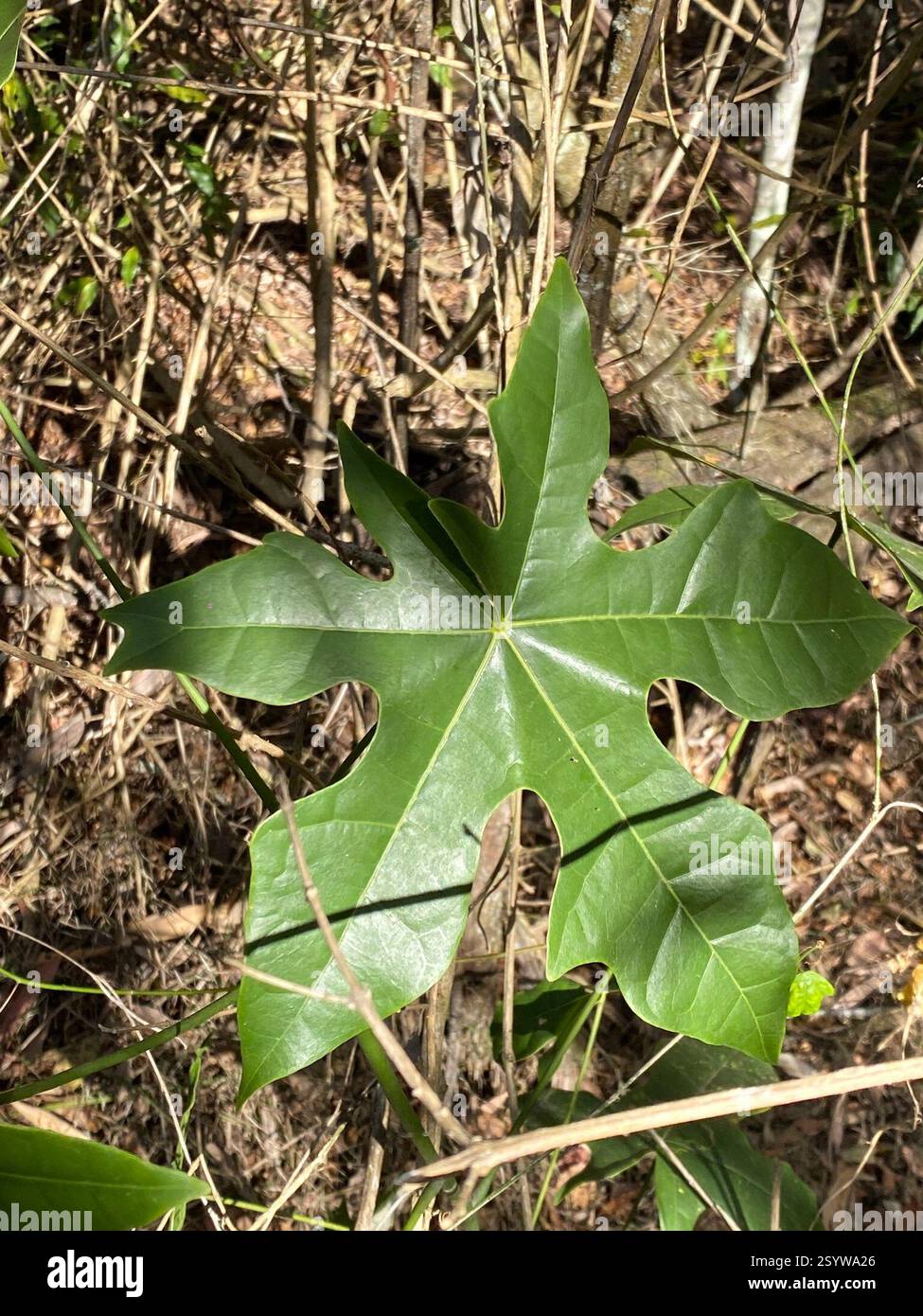 flame tree (Brachychiton acerifolius), Plantae, Coachwood Park ...