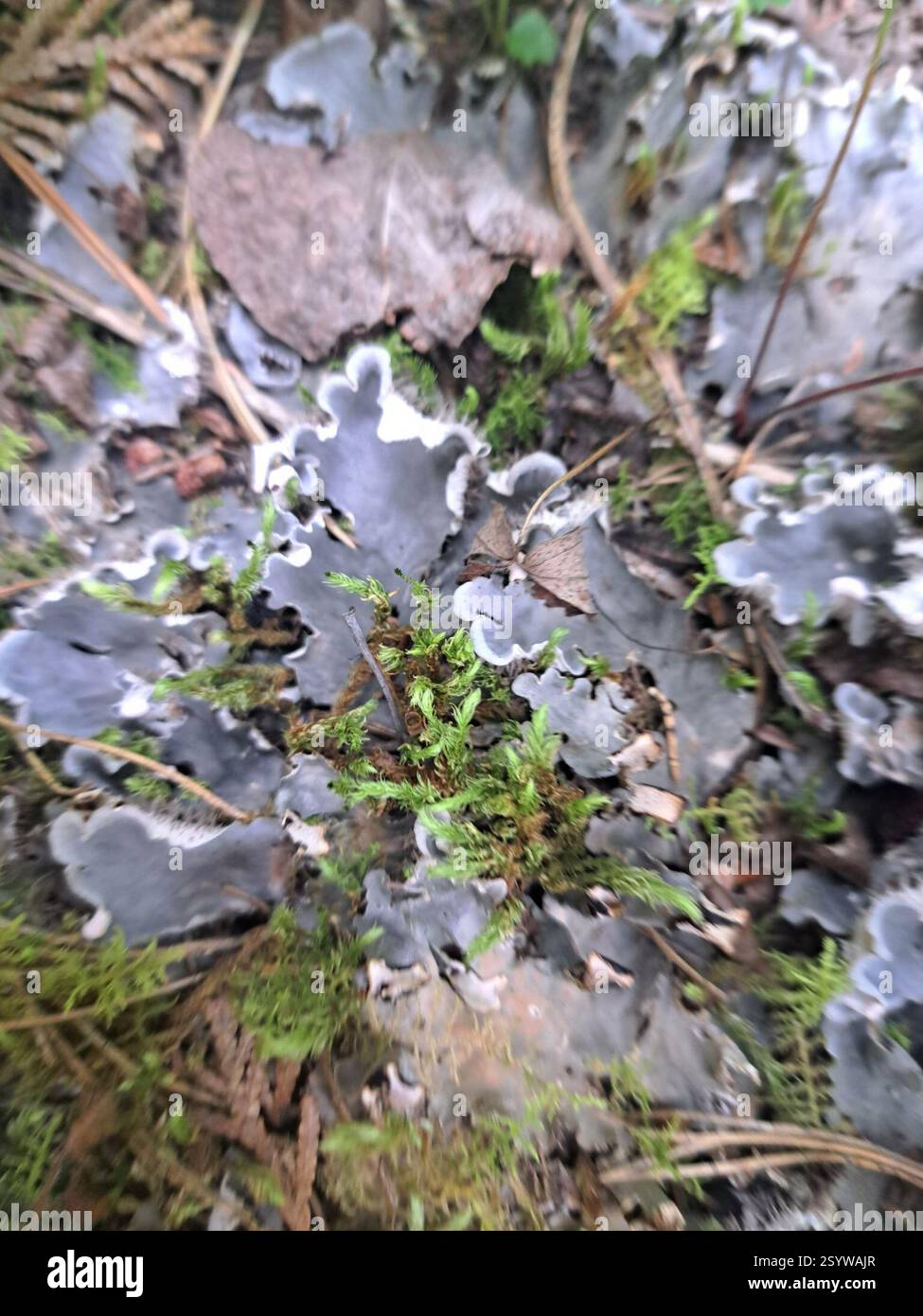 dog pelt lichen (Peltigera canina), Fungi, Searchmont, ON P0S 1J0 ...