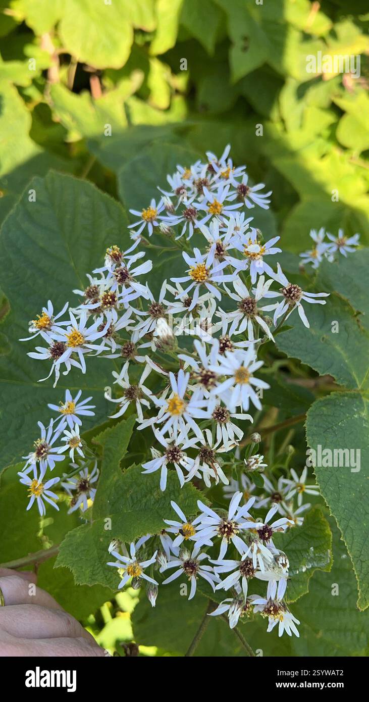 large-leaved aster (Eurybia macrophylla), Plantae, Natural Bridge ...