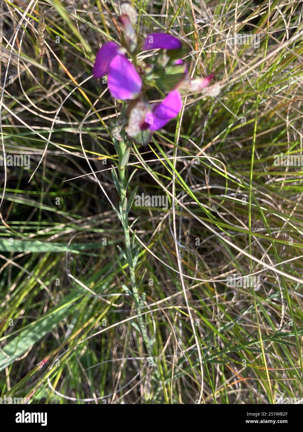 Butterfly Falsepea (Polygala bracteolata), Plantae, Bontebok National ...