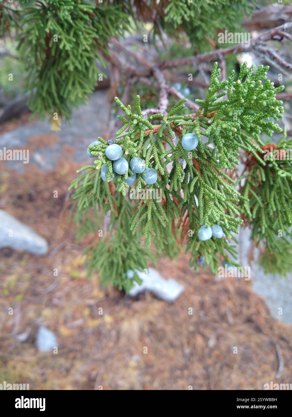 Sierra juniper (Juniperus grandis), Plantae, El Dorado County, CA, USA ...