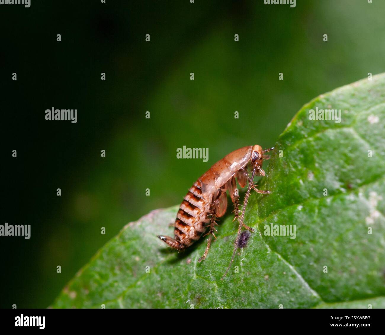 Amber Wood Cockroach (Ectobius vittiventris), Insecta, Hessen, DE Stock ...