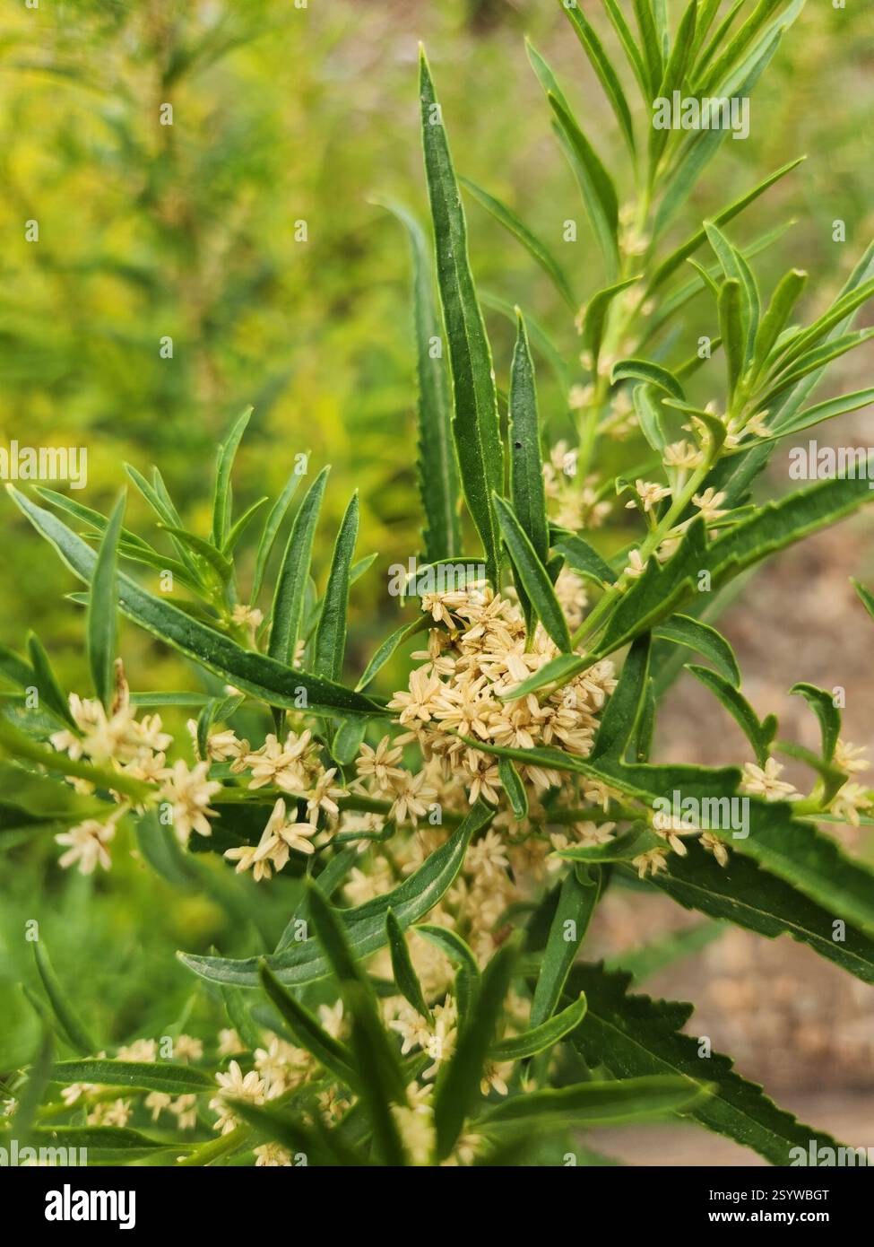 durango root (Datisca glomerata), Plantae, Idyllwild-Pine Cove, CA, USA ...