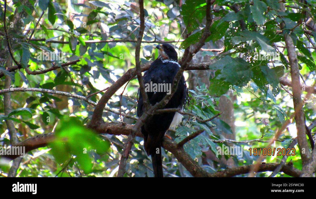 Black Goshawk (Astur melanoleucus), Aves, QR49+969, Найроби, Кения Stock Photo - Alamy