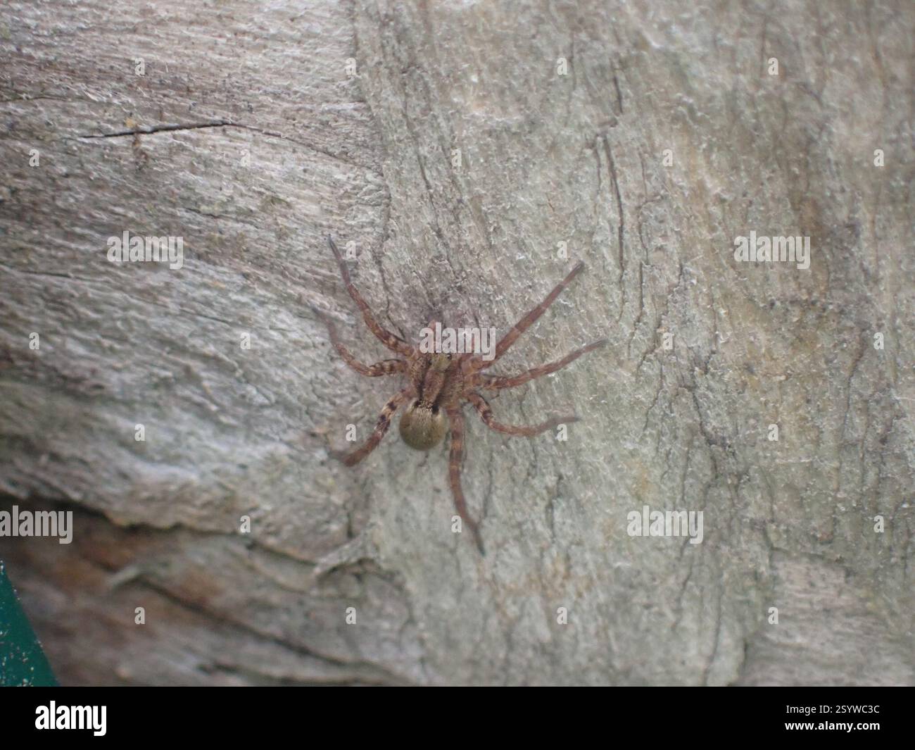 Common Fox Spider (Alopecosa pulverulenta), Arachnida, BR2, UK Stock ...