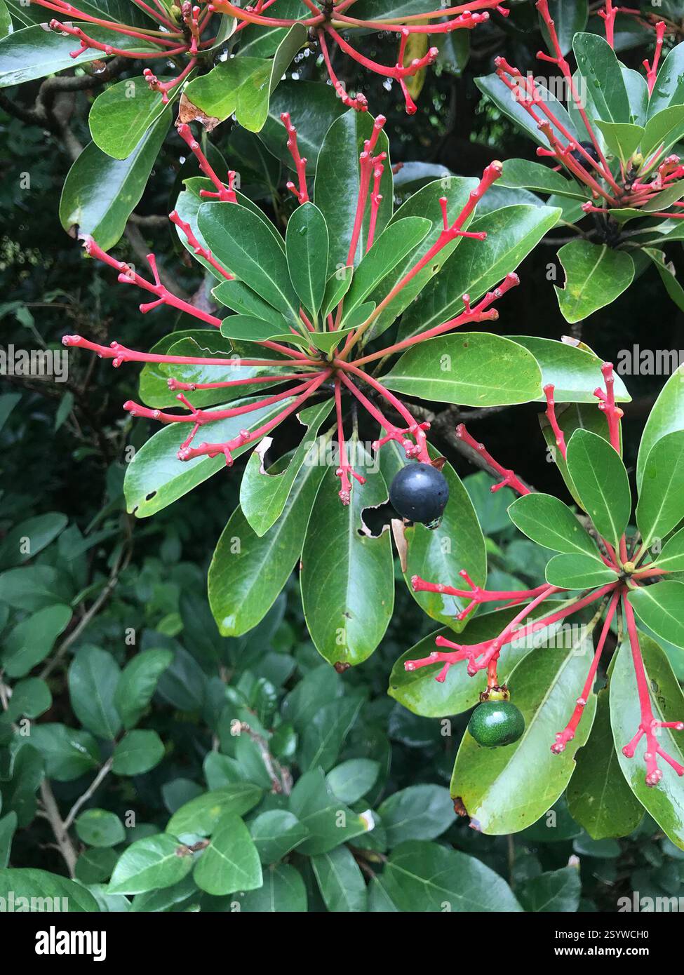 Red Machilus (Machilus thunbergii), Plantae, Shimokoshikicho Teuchi ...