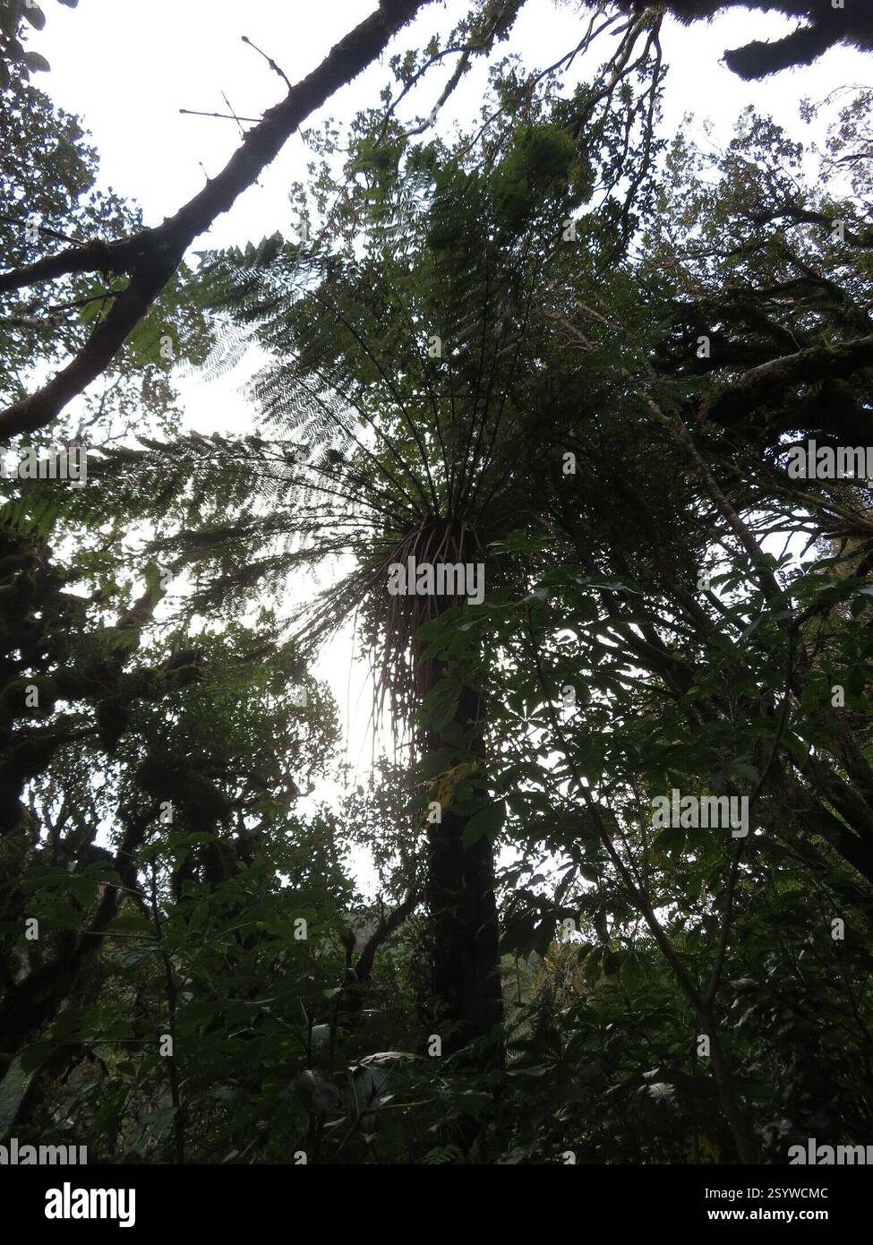 golden tree fern (Dicksonia fibrosa), Plantae, New Plymouth District ...