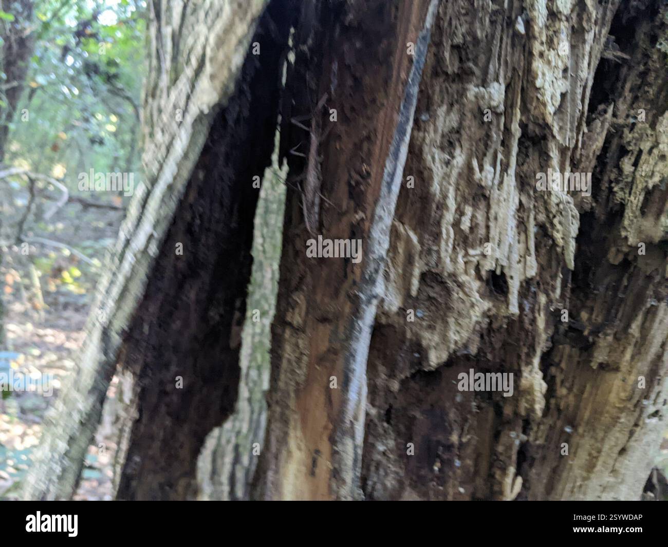 Two-striped Walkingsticks (Anisomorpha), Insecta, HUMPHREYS BOULEVARD ...