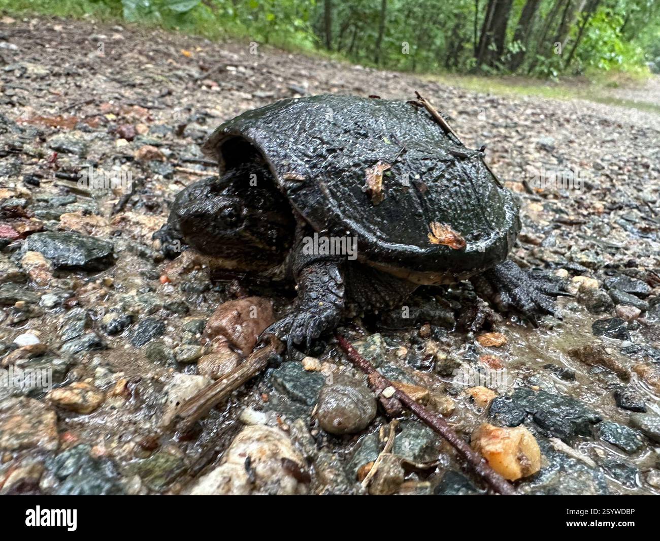 Woburn ma common hi-res stock photography and images - Alamy