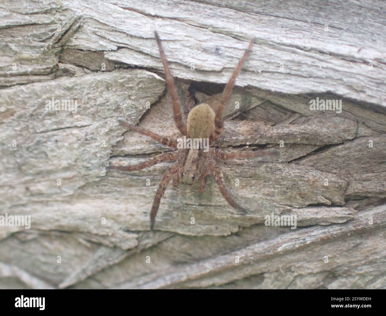 Common Fox Spider (Alopecosa pulverulenta), Arachnida, BR2, UK Stock ...
