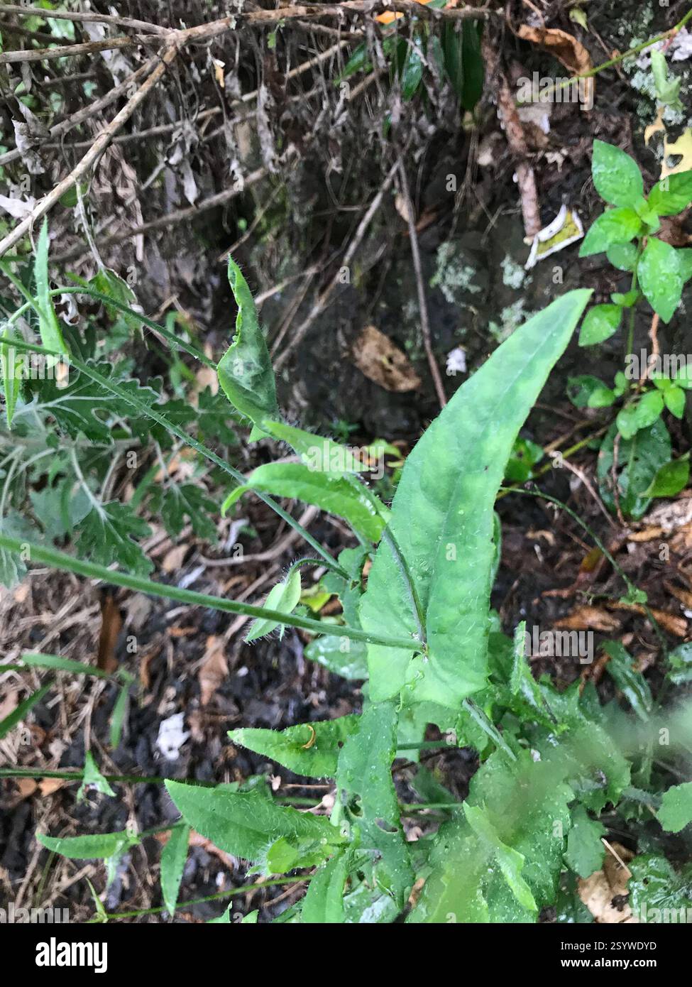 Lady's Paint Brush (Emilia javanica), Plantae, Kamikoshikicho Taira ...