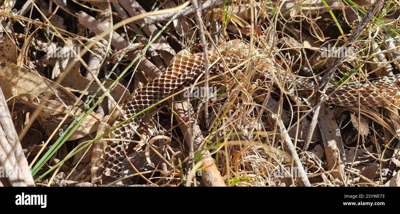 Red-bellied Black Snake (Pseudechis porphyriacus), Reptilia, WQ9F+7P ...