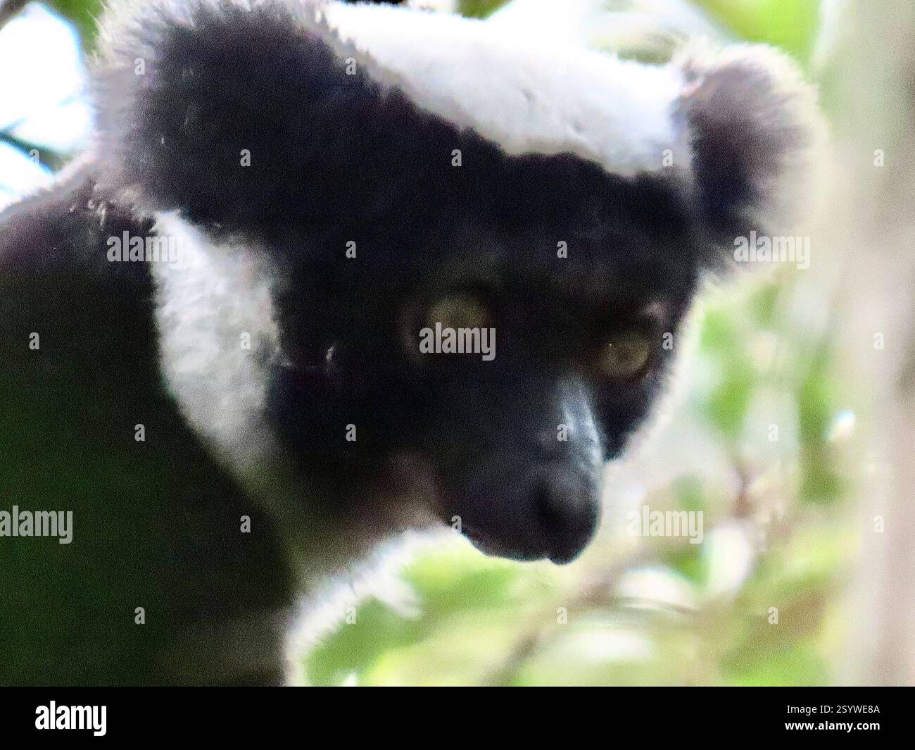 Indri (Indri indri), Mammalia, Alaotra-Mangoro, MG-TM, MG, Mom and baby. Baby Indri (a lemur ...