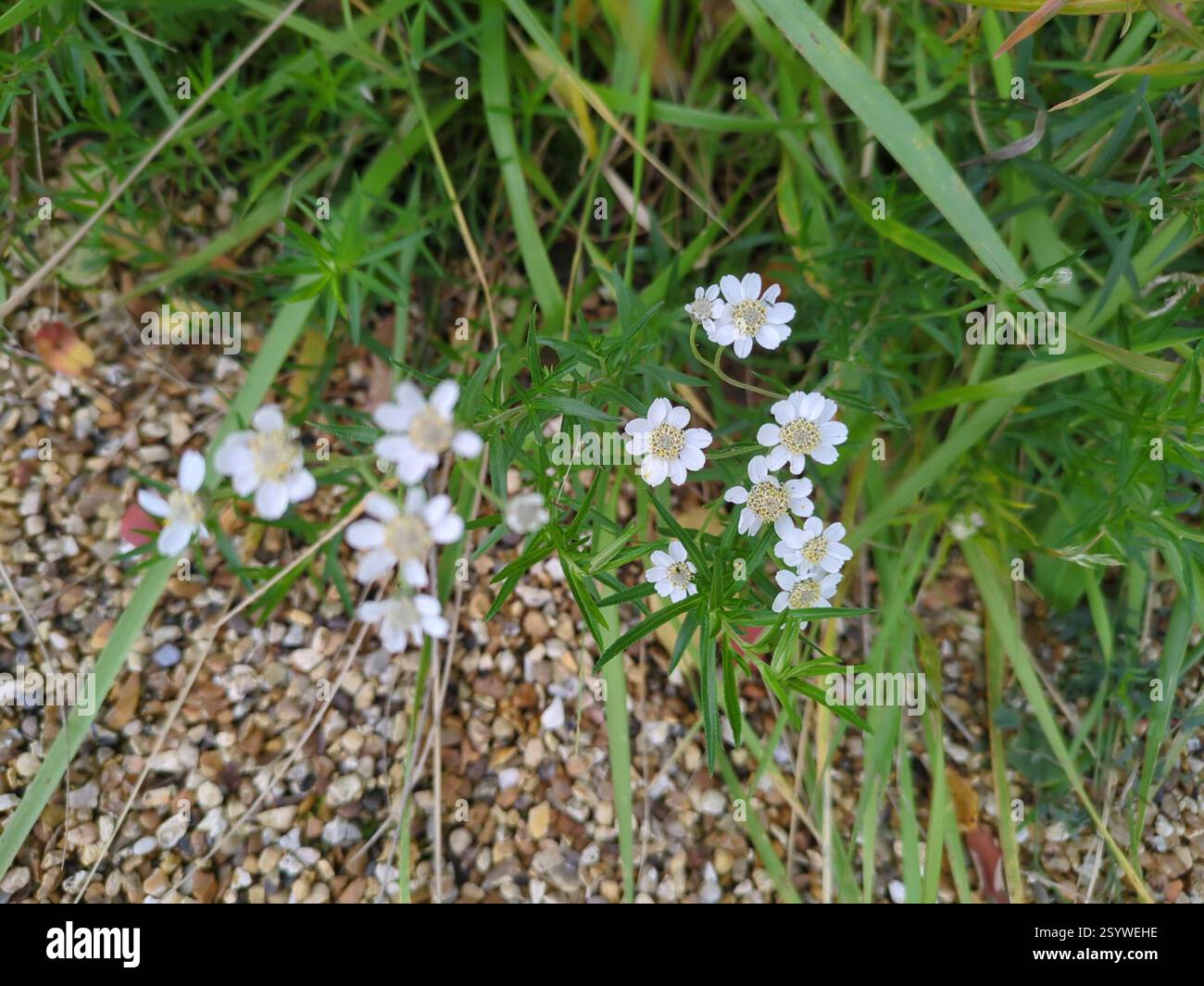 Sneezewort (Achillea ptarmica), Plantae, Glasgow G22, UK Stock Photo ...