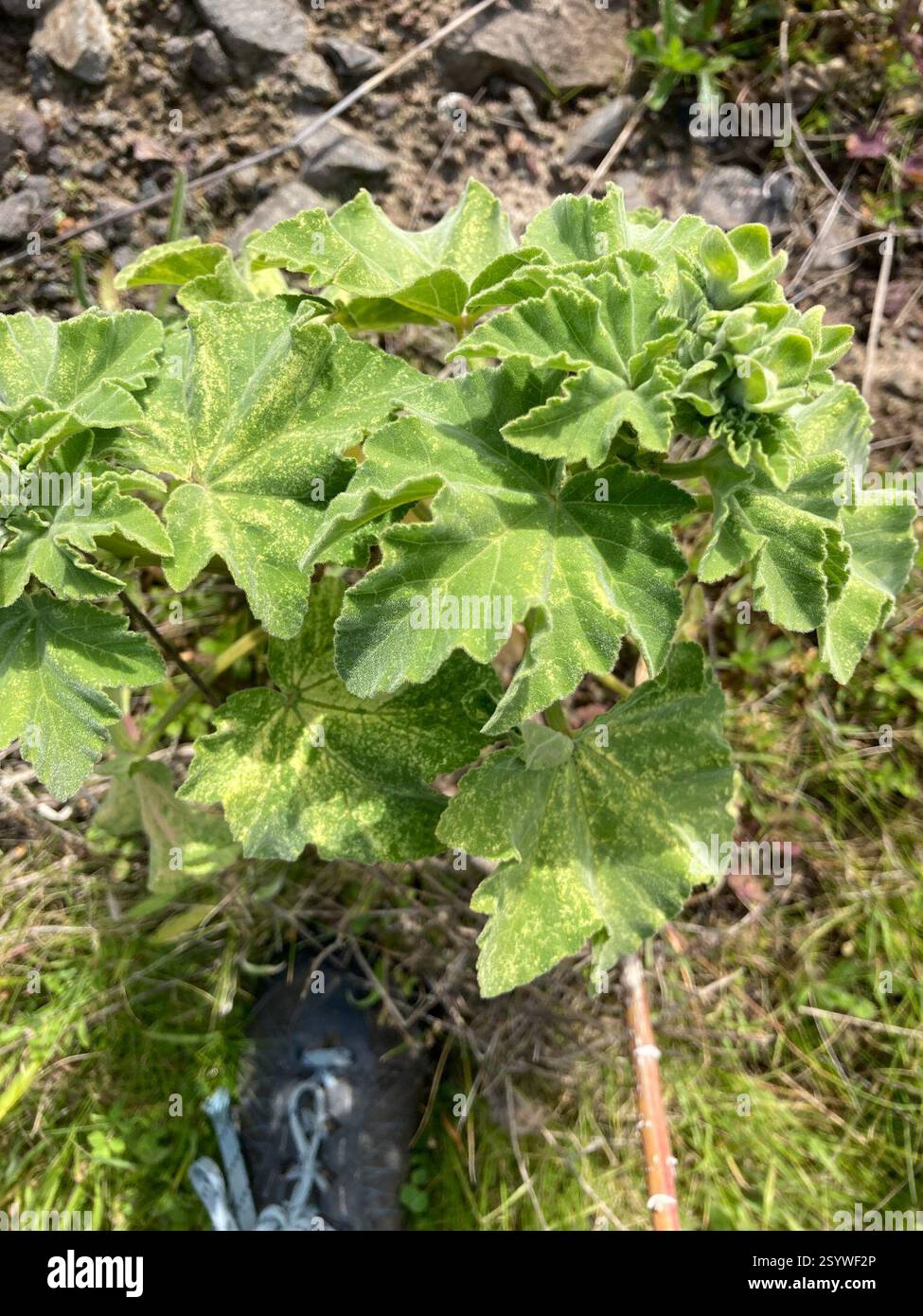 Tree Mallow (Malva arborea), Plantae, Okains Bay, New Zealand Stock ...