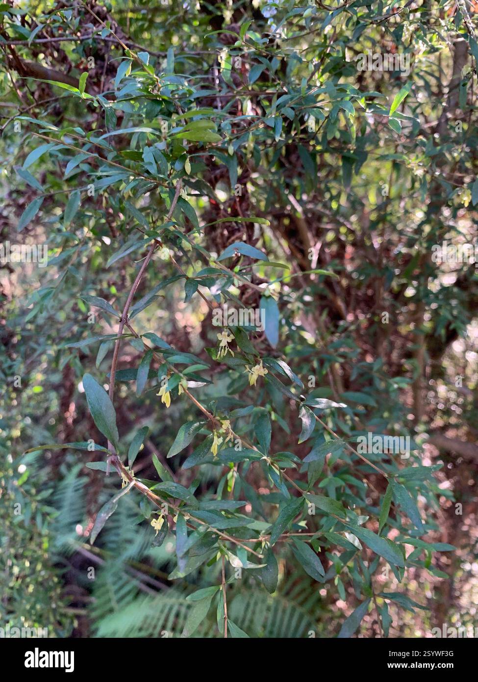 Prickly Currant-Bush (Coprosma quadrifida), Plantae, Marrakilla Rd ...