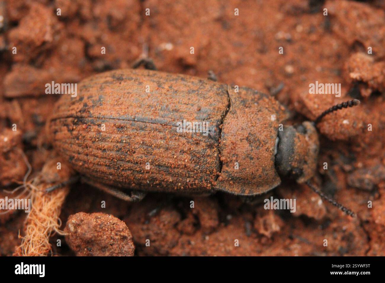 Dusty Surface Beetles (Gonocephalum), Insecta, Emerald Hill, Harare ...