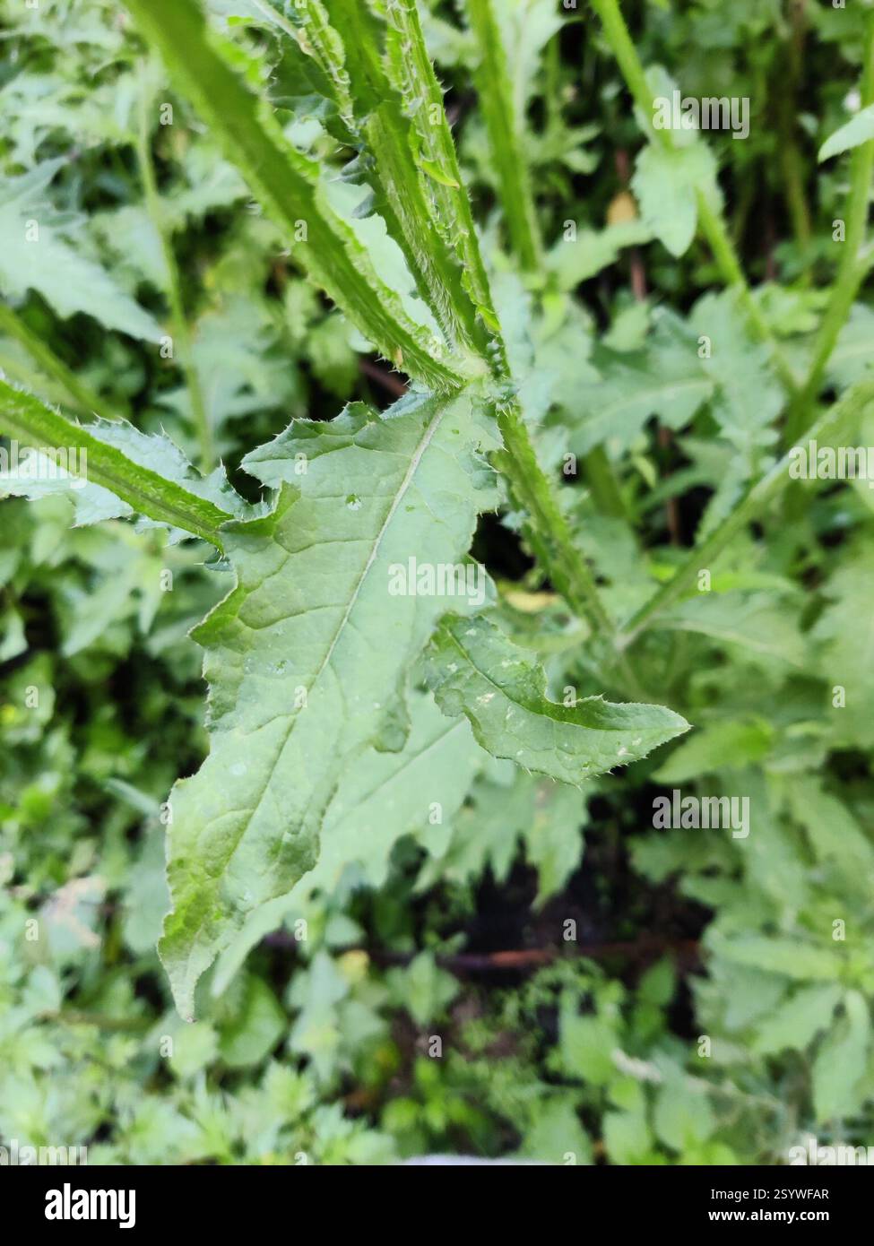 Welted Thistle (Carduus crispus), Plantae, 00710 Helsinki, Suomi, Oho ...