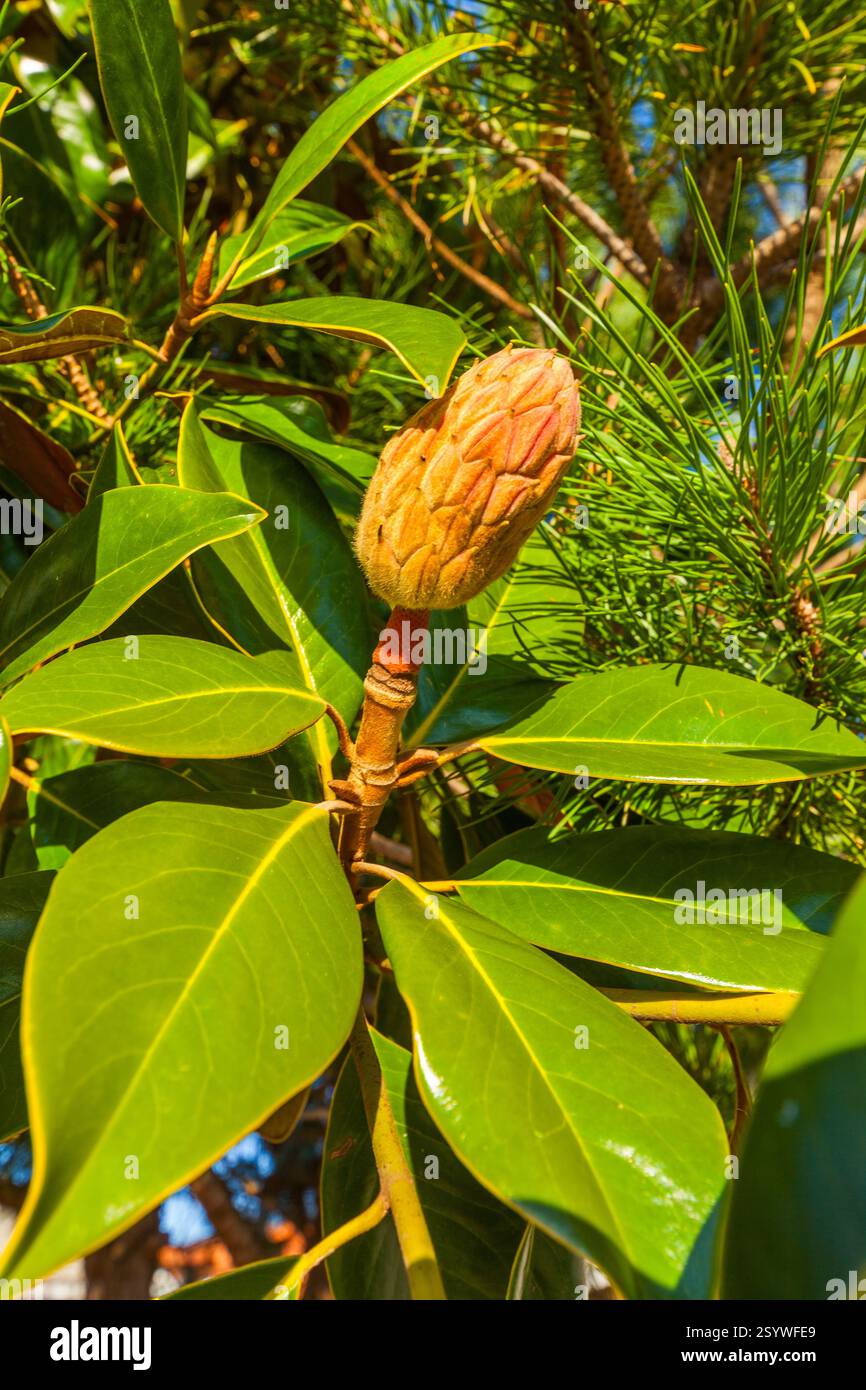A magnolia seed pod stands upright amidst glossy green leaves and ...