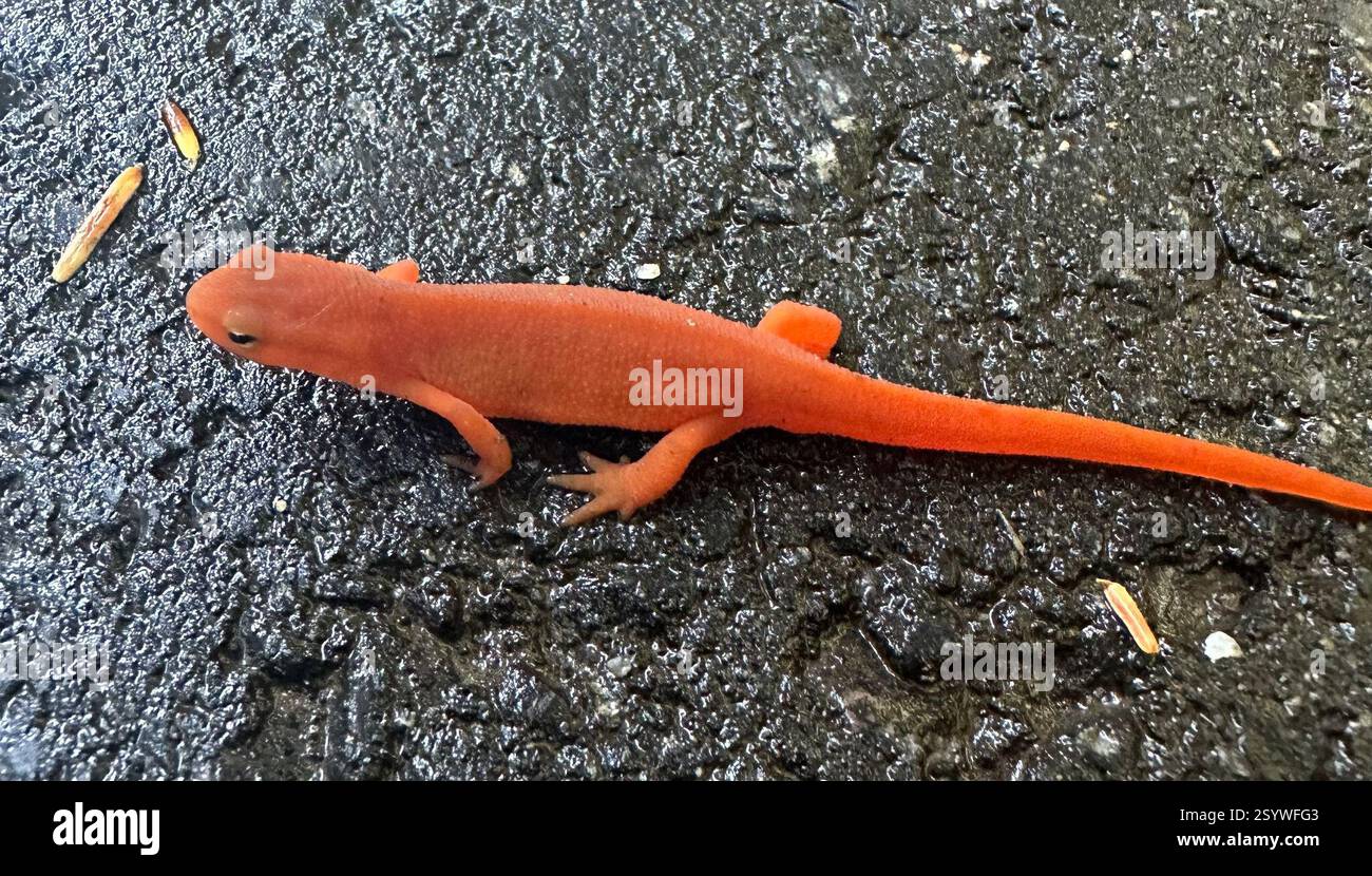 Newt crossing hi-res stock photography and images - Alamy