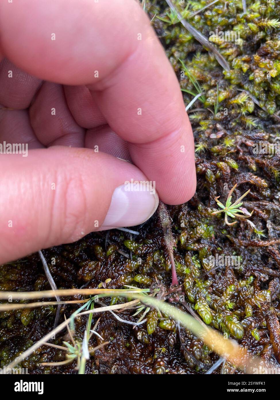 Slenderleaf Sundew (Drosera linearis), Plantae, Division No. 14, CA-AB ...