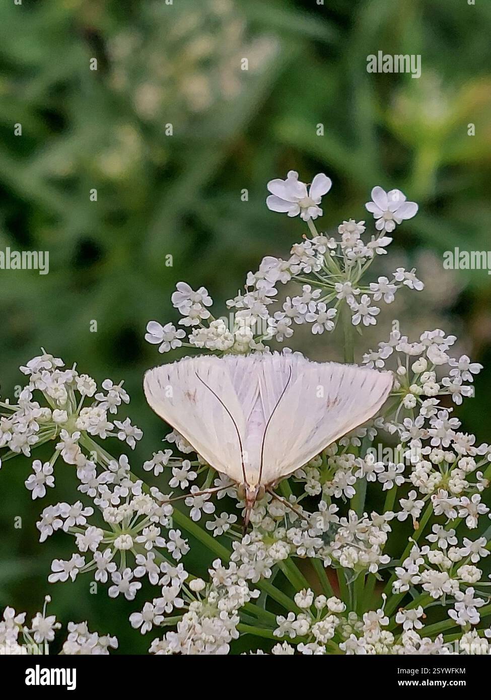 Carrot seed moth sitochroa palealis hi-res stock photography and images ...