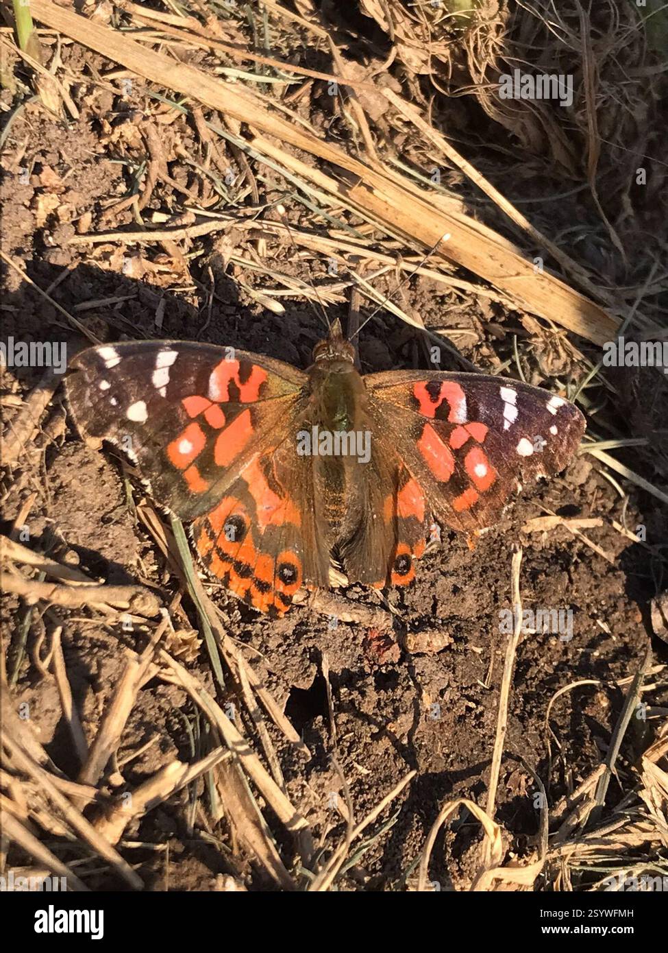 Brazilian Lady (Vanessa braziliensis), Insecta, Santa Fe de la Vera ...