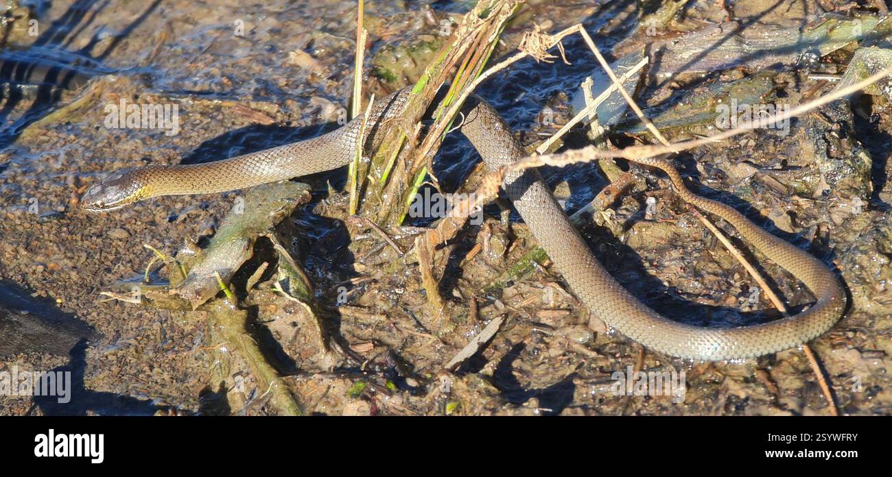 Marsh Snake (Hemiaspis signata), Reptilia, Uralla NSW 2358, Australia ...