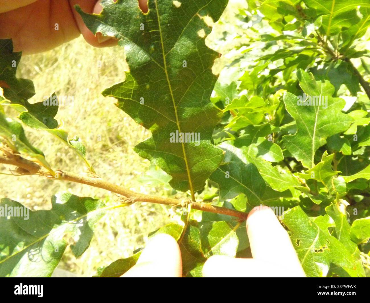 Turkey Oak (Quercus cerris), Plantae, Jablanica, Serbia Stock Photo - Alamy