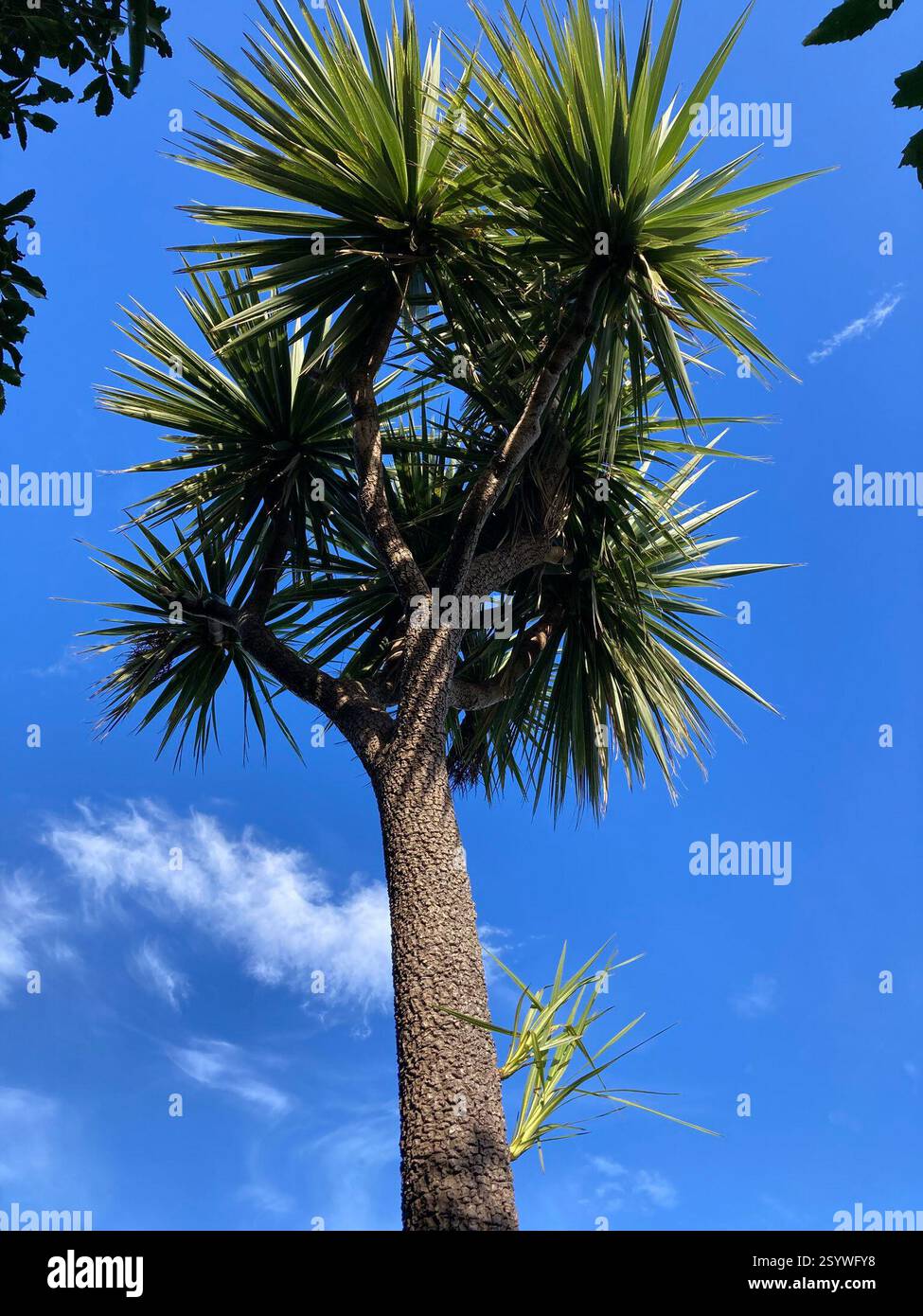 New Zealand cabbage tree (Cordyline australis), Plantae, Te Waipounamu ...