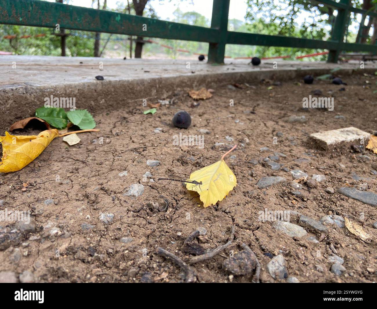 Black-winged Bambootail (Disparoneura quadrimaculata), Insecta, Dolvan ...