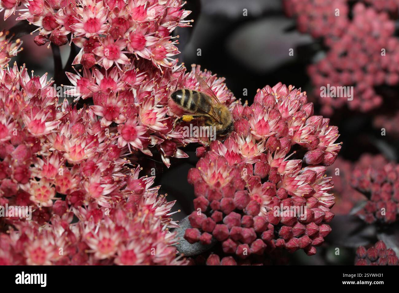 Western Honey Bee (Apis mellifera), Insecta, Dunham Massey Park ...