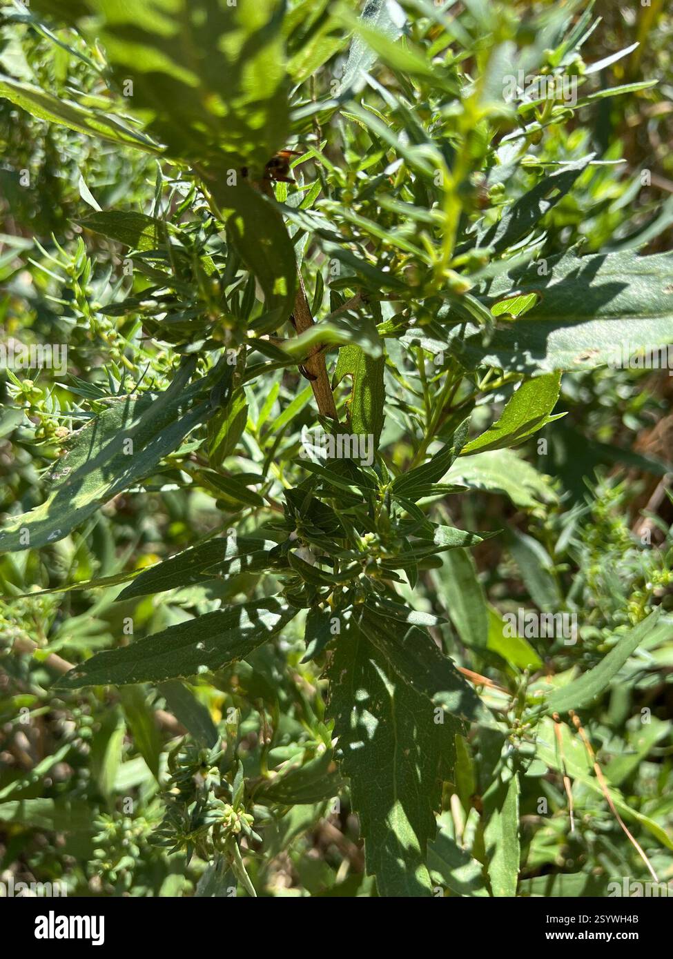 marsh elder (Iva frutescens), Plantae, Fenwick Island, Bethany Beach ...