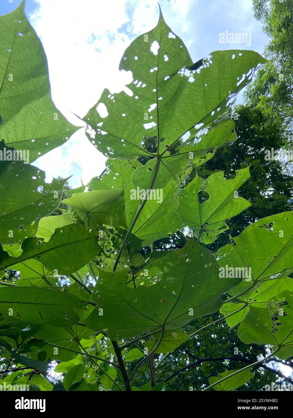 Ghost tree (Sterculia urens), Plantae, Vansda National Park, Tapi, GJ ...