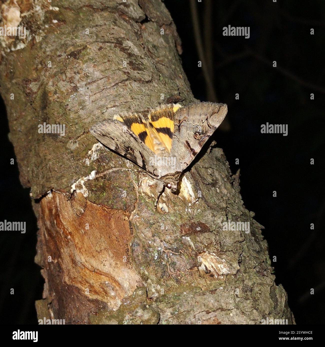 (Catocala hymenaea), Insecta, Kosanin dol, Pancharevo, Bulgaria Stock ...