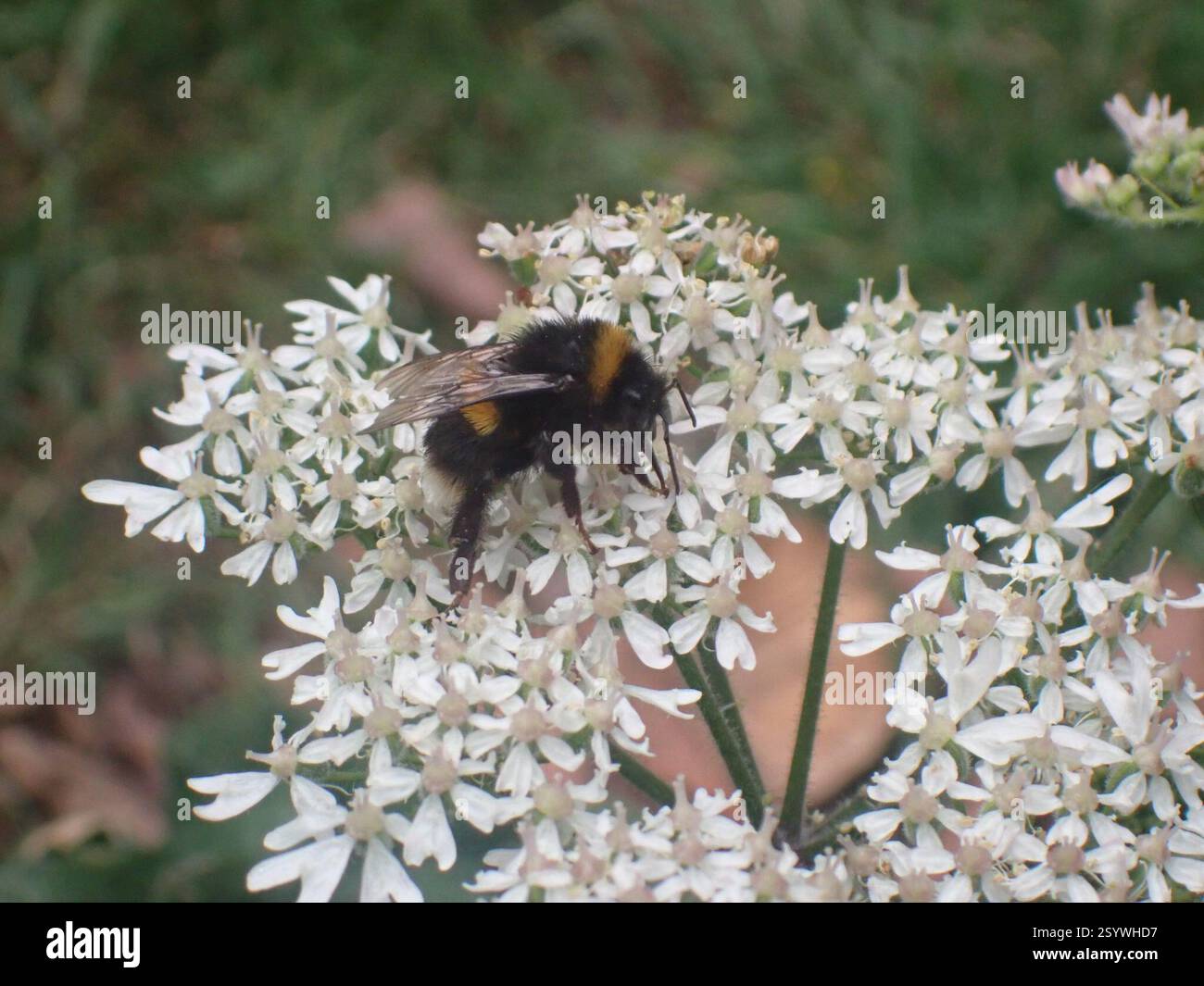 Buff-tailed Bumble Bee (Bombus terrestris), Insecta, Court Road / Green ...