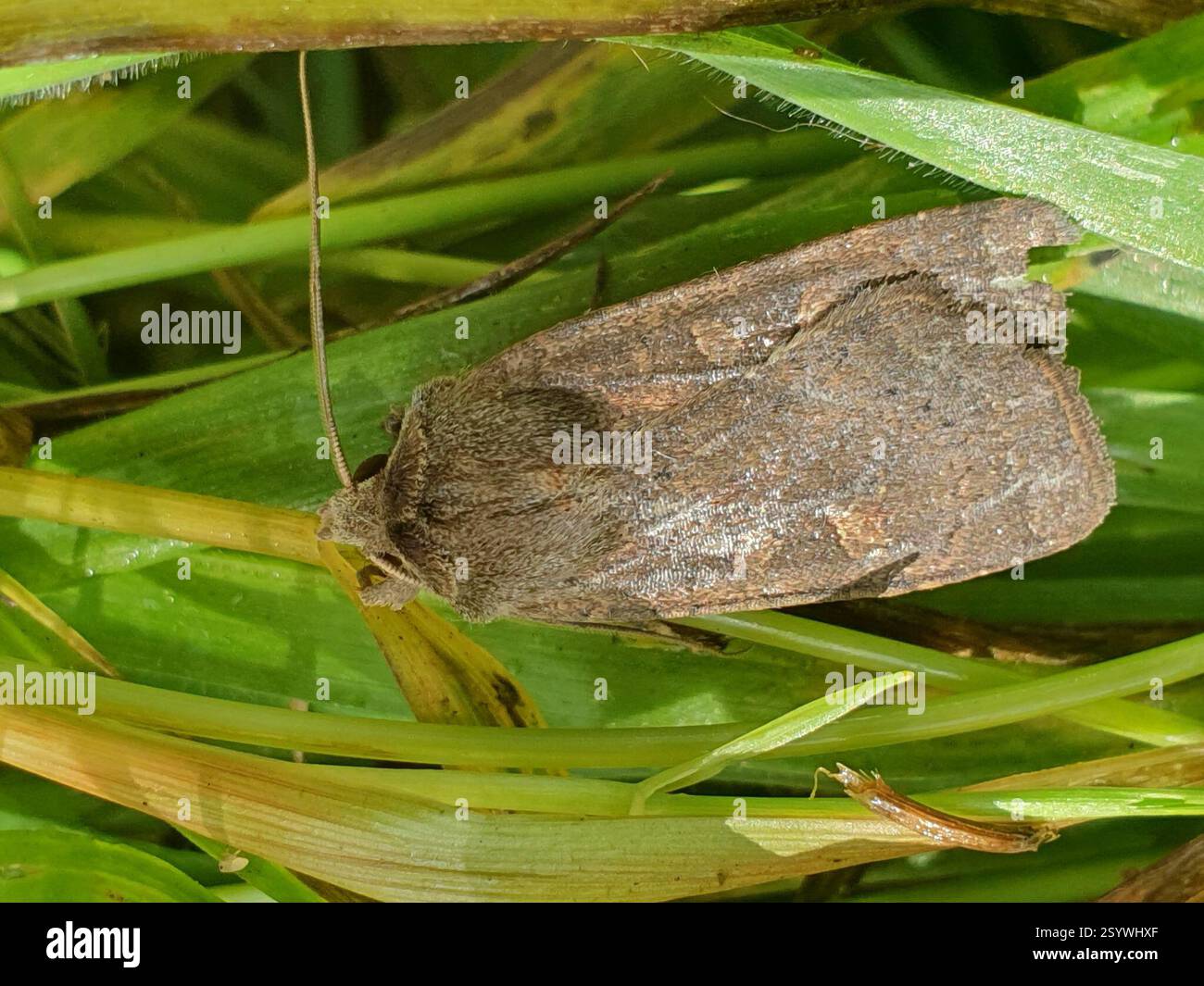 Square-spot Rustic (Xestia xanthographa), Insecta, Stirchley ...
