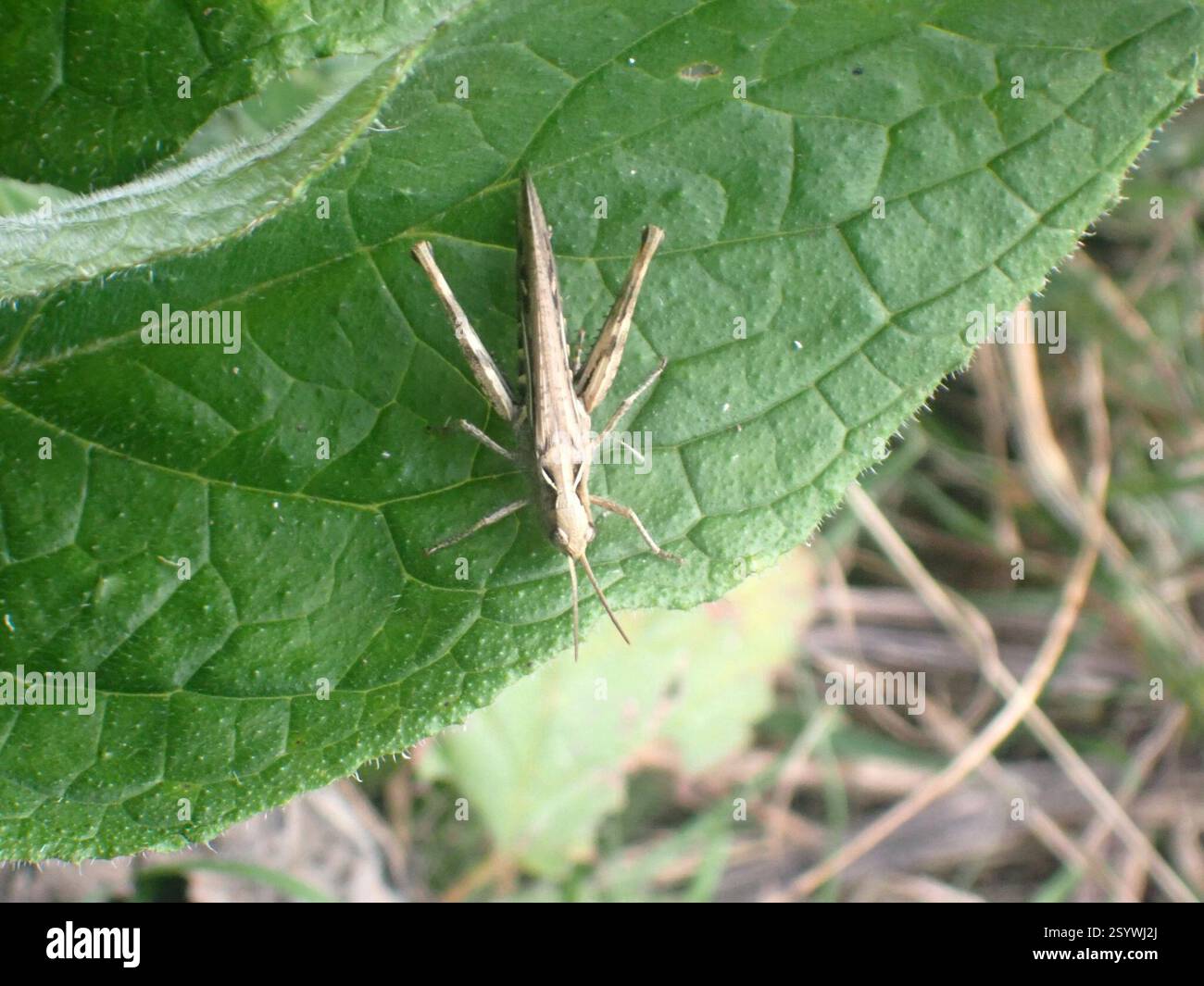 Common Field Grasshopper (Chorthippus brunneus), Insecta, BR2, UK Stock ...