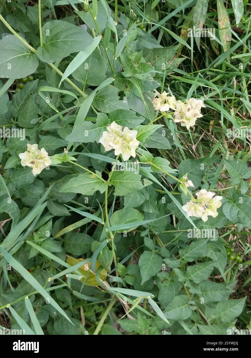 Wild Four o'Clock (Mirabilis nyctaginea), Plantae, Cedar Hickry O ...