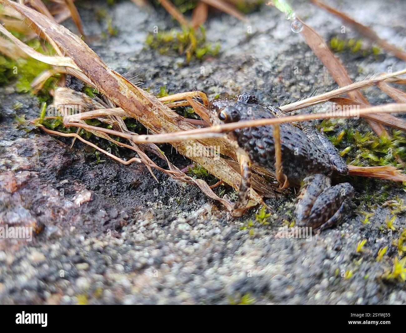 Indian frogs (Indirana), Amphibia, Poonjar Vadakkekara, Kerala, India ...