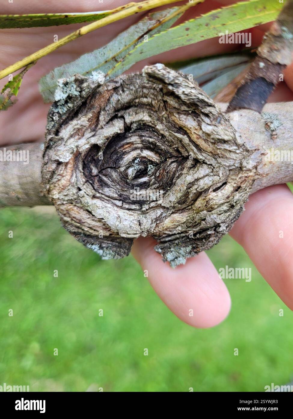 Apple Canker (Neonectria ditissima), Fungi, Kirtland, OH 44094, USA ...
