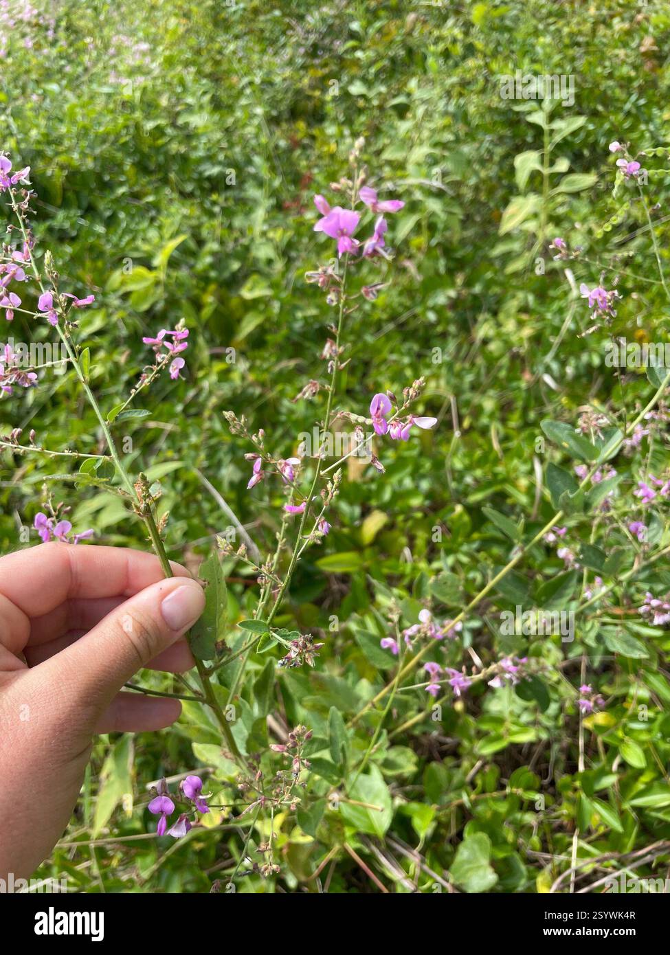 tall tick-trefoil (Desmodium glabellum), Plantae, Warrenton, VA, US ...