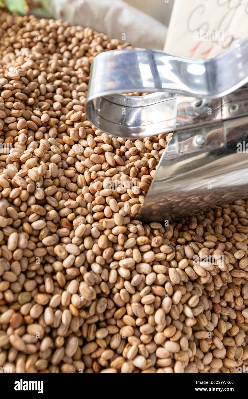 Phaseolus vulgaris is scientific name of Pinto Bean legume. Also known ...