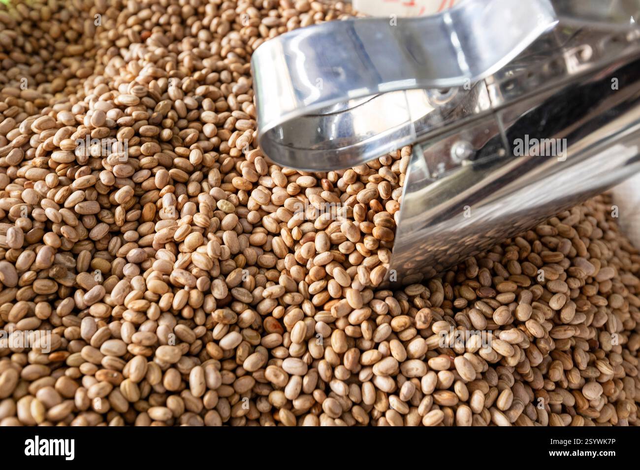 Phaseolus vulgaris is scientific name of Pinto Bean legume. Also known ...