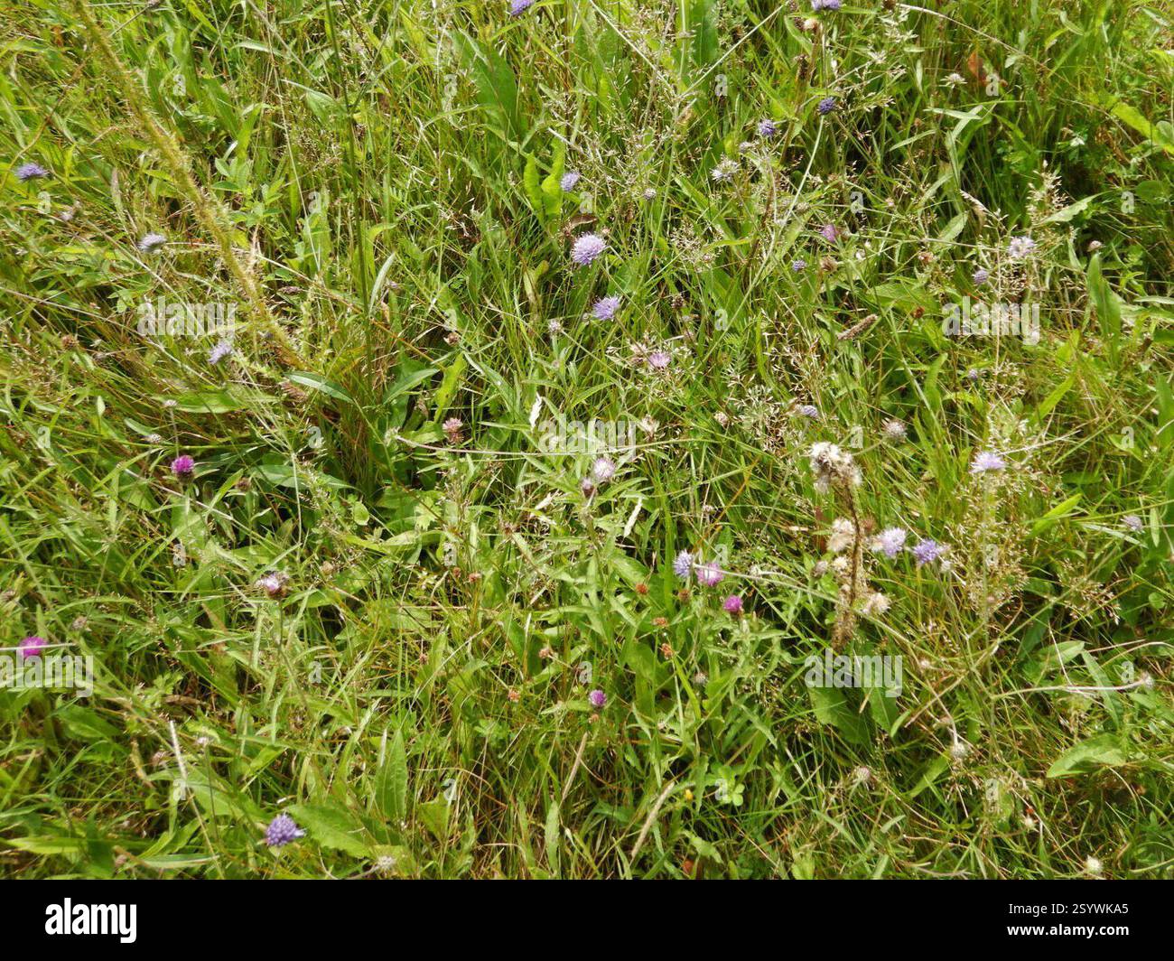 Devil's-bit Scabious (Succisa pratensis), Plantae, Merseyside, UK Stock ...